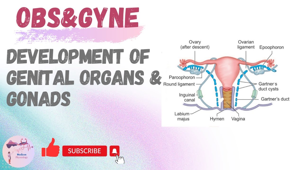 Development Of Genital Organ And Gonads - YouTube