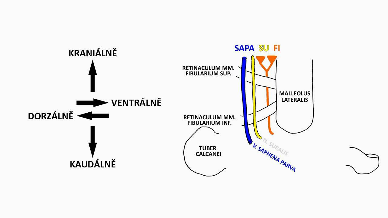 Útvary za laterálním kotníkem (HD) - YouTube