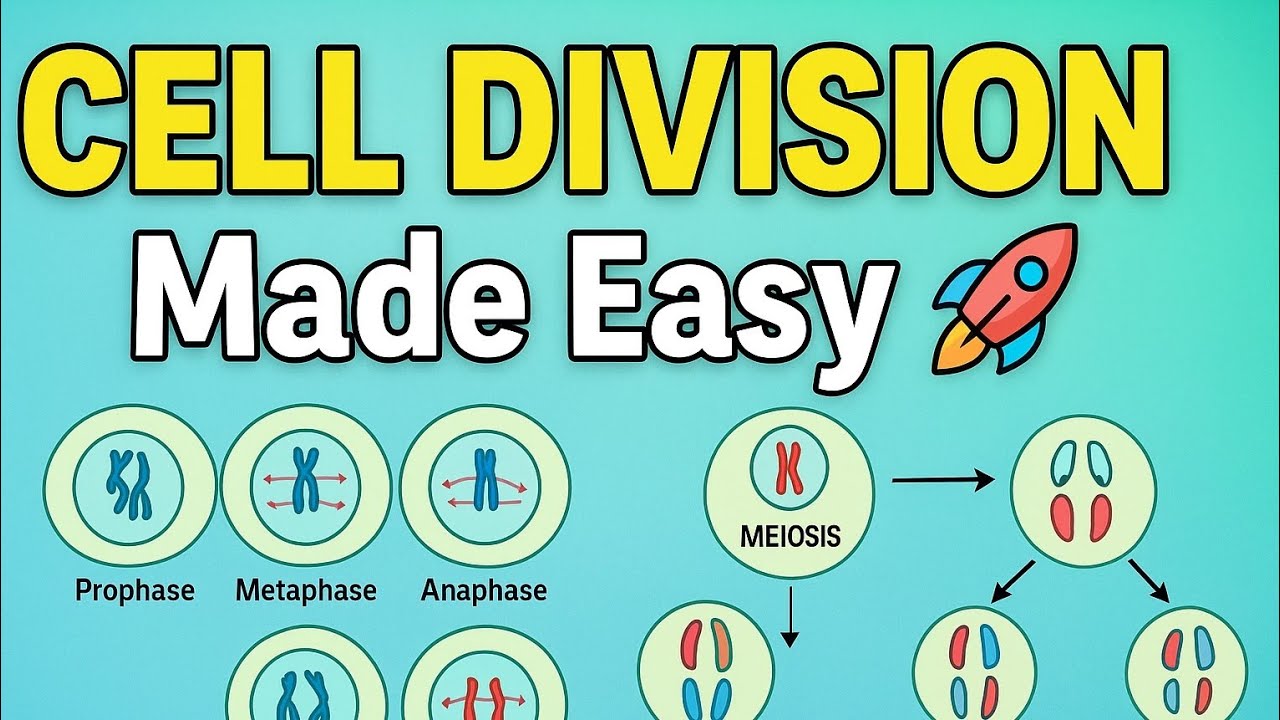 Cell Division | Mitosis & Meiosis Explained in Simple Way - YouTube