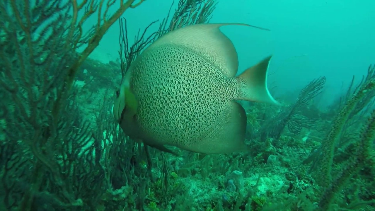 Scuba diving a reef off of Pompano beach Florida (Part 1) - YouTube