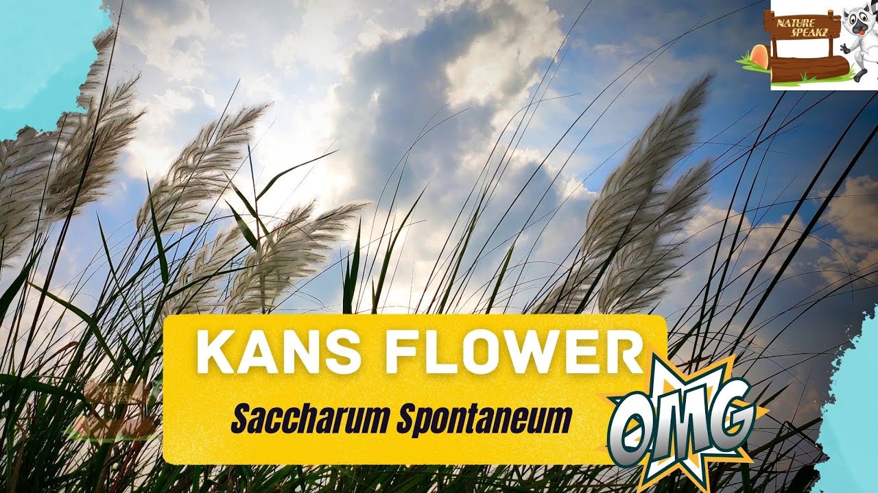 Kans flower welcoming Autumn Season || Nature Speakz - YouTube