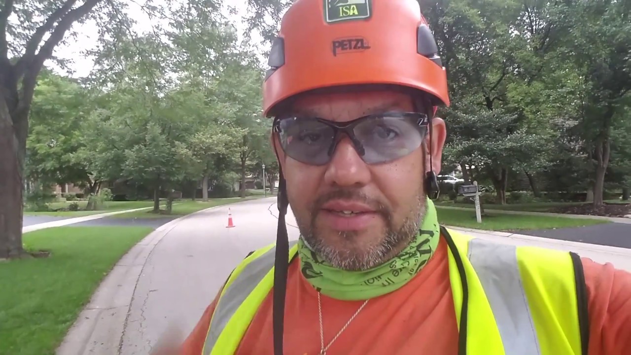 Root Crown Excavation on Parkway Trees - Tree Service Near Me in Carol ...