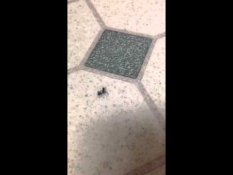 Squished ant - YouTube