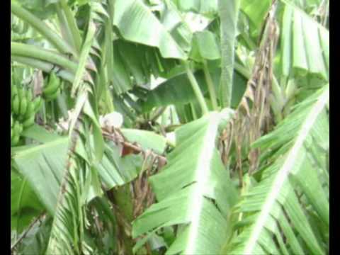 JARAL DEL PROGRESO, GUANAJUATO MEXICO - YouTube