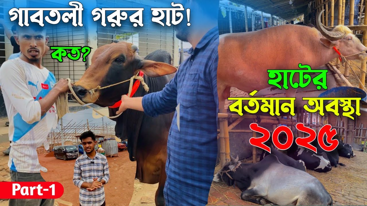 গাবতলী গরু হাট ২০২৫ | Gabtoli Gorur Haat 2025 | Qurbani Caw Price 2025 ...