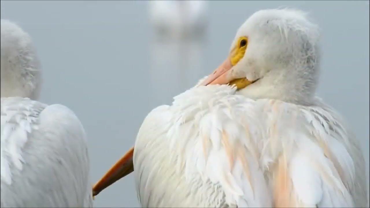 Beautiful Golden Pheasants and Wading Birds - YouTube