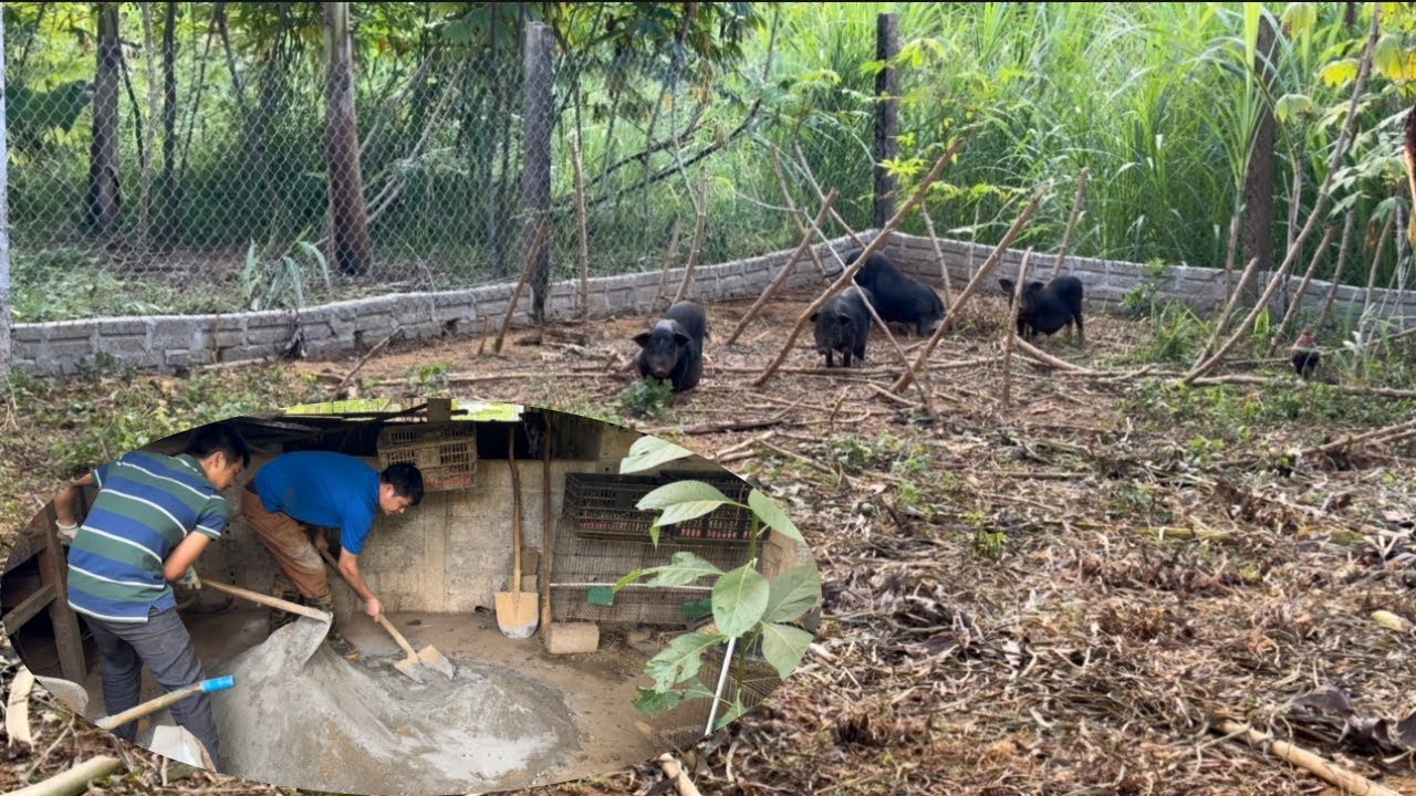 How to make a trough for pigs/ Lyhien family farm - YouTube
