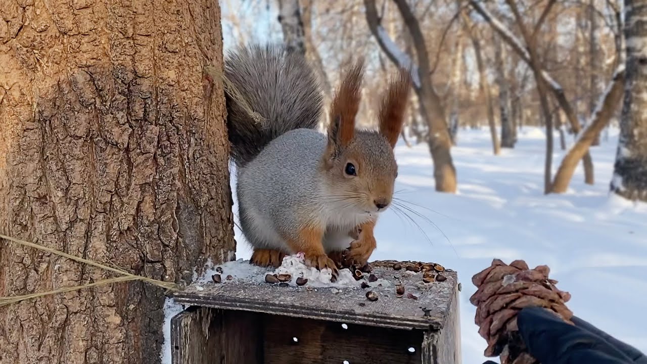 Сытые и довольные | Satisfied squirrels - YouTube