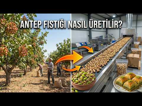 Dalından Pakete Yeşil Altın! 🟢 Antep Fıstığı Nasıl Üretilir?