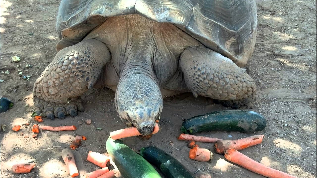 Galapagos Tortoise Neck Swelling - YouTube