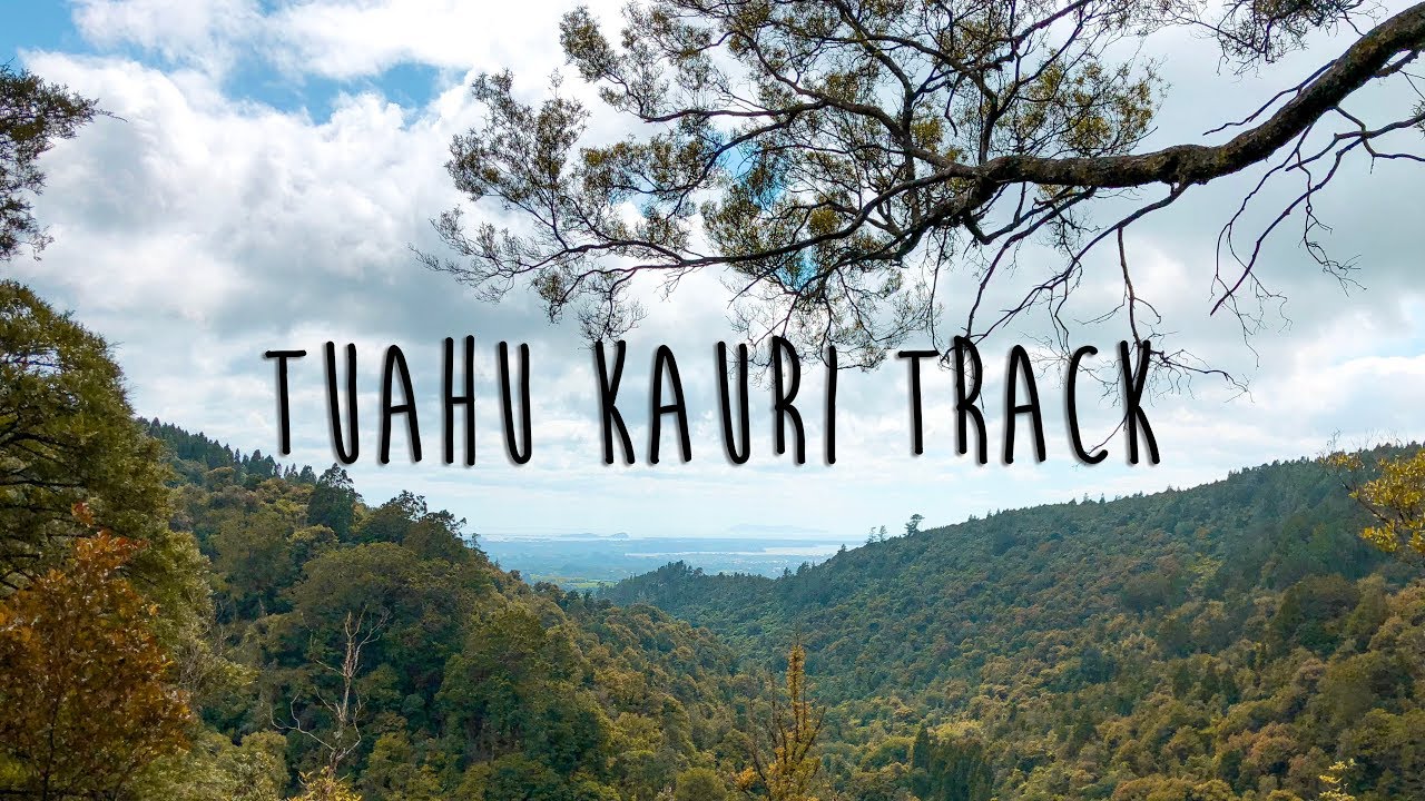 Taking a walk on the Tuahu Kauri Track, Katikati, New Zealand - YouTube
