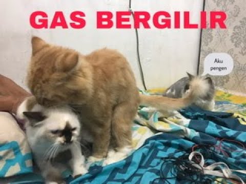 KUCING KAWIN DI GILIR