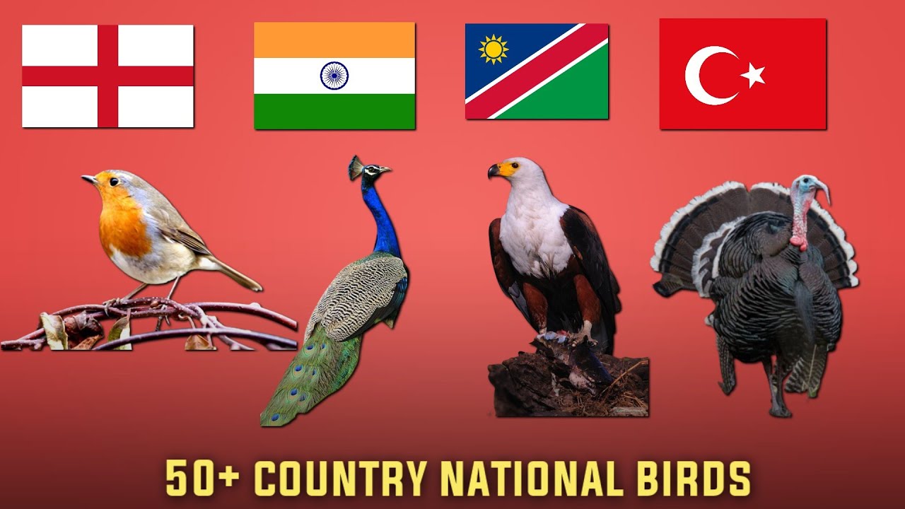 50+ different country national birds - YouTube