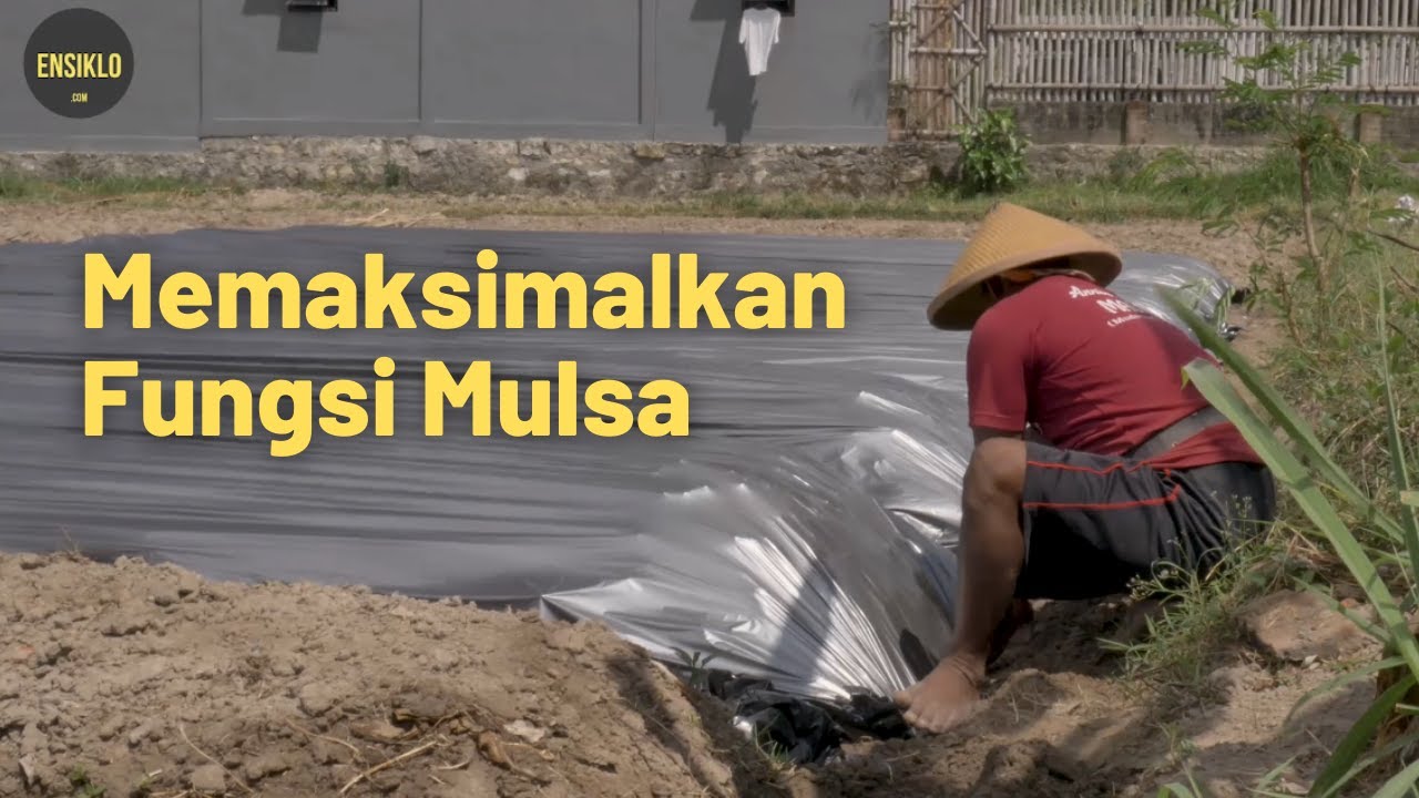 Pentingnya Mulsa pada Lahan Pertanian Hortikultura - YouTube
