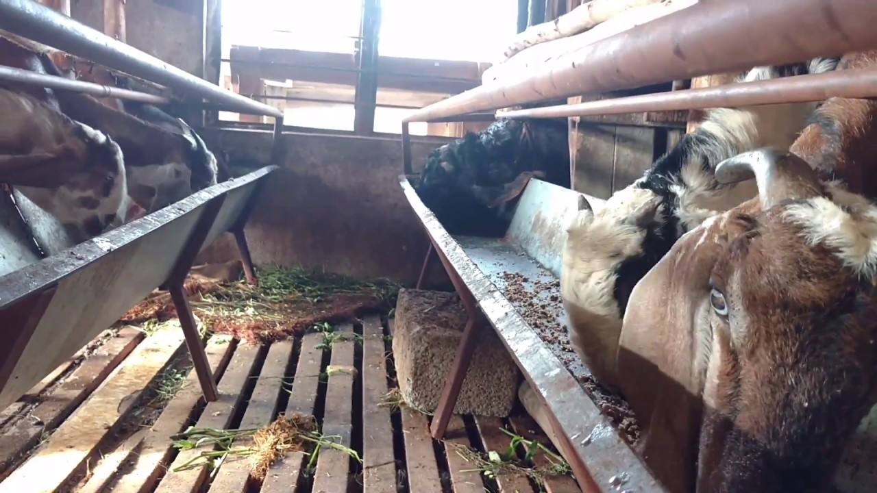 Goat rearing in Bangalore - YouTube