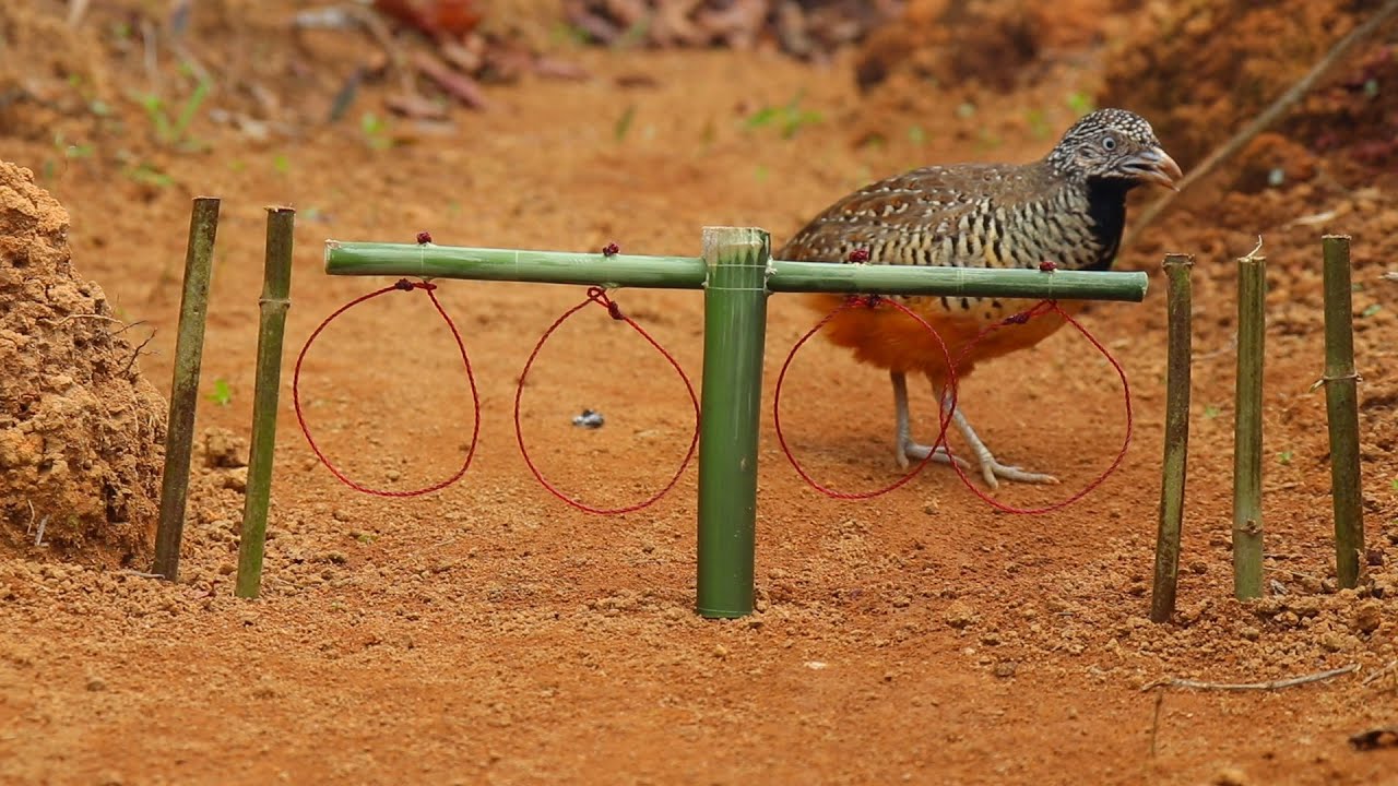 make amazing balance rope trap for catching bird - YouTube