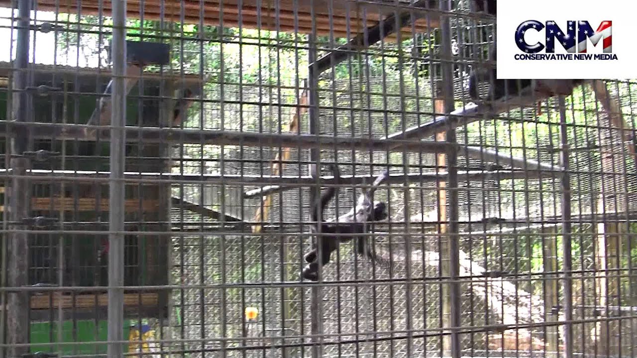 Monkey Swinging Fast Around By Its Tail! - in HD by John D. Villarreal ...