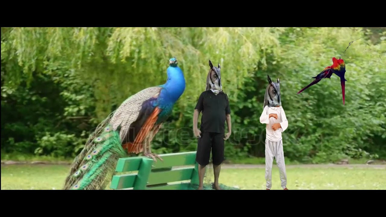 Owl Youtube 0701