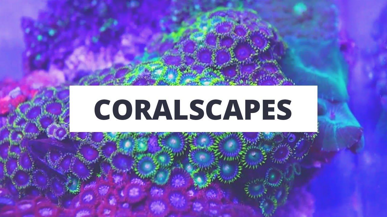 Coralscapes at Elite Reef | yellow polyps, zoanthids, star polyps, goniopora, cynarina - YouTube