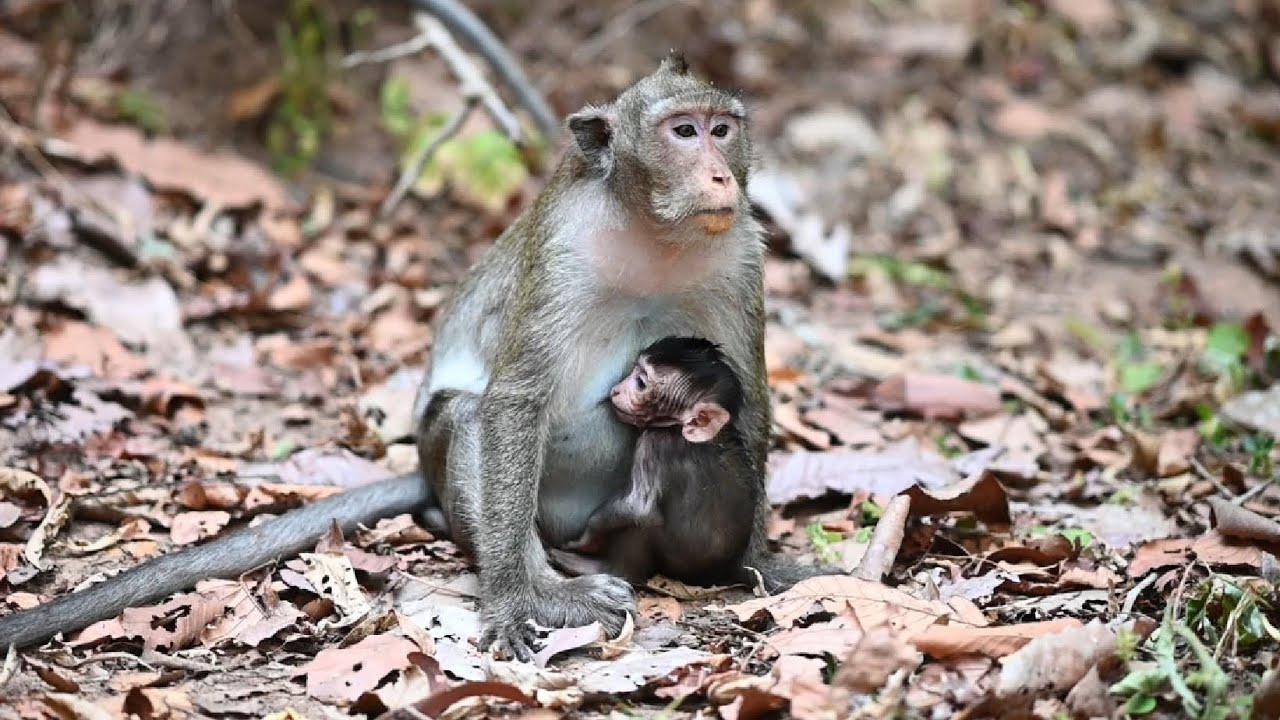 Funny happy monkey's are playing #128 #Monkeys - YouTube