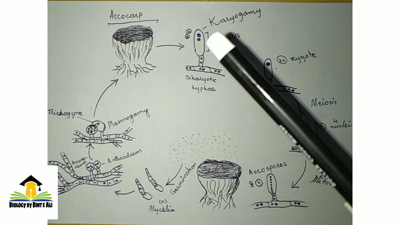 Sexual Reproduction in ascomycota trichogyne Ascus - YouTube