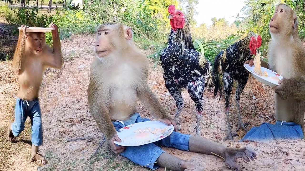 Awesome Video Of SokYaa Give Omelet ToTo Eating Yummy - YouTube