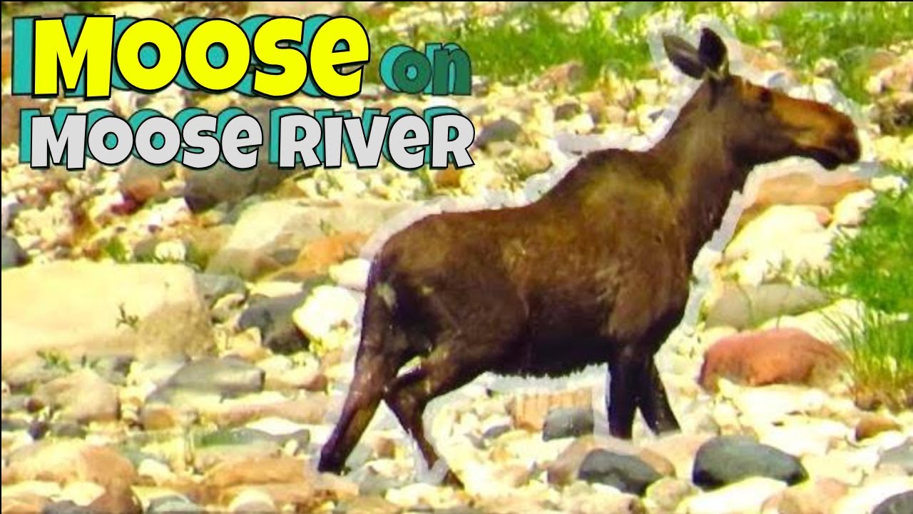 Wild Moose Spotted along Moose River During Canoe Adventure - YouTube