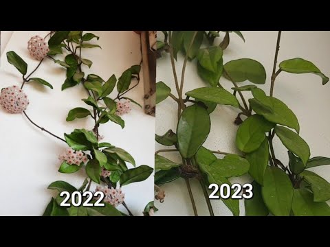 1 yıl önceki açan çiçek tomurcuğu bu yıl yeniden çiçek verdi (Hoya Nasıl coştu böyle inanılmaz