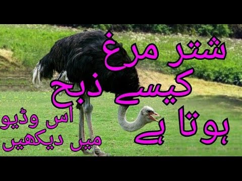 Shatar murgh kese zabah hota he, how to slaughter ostrich - YouTube