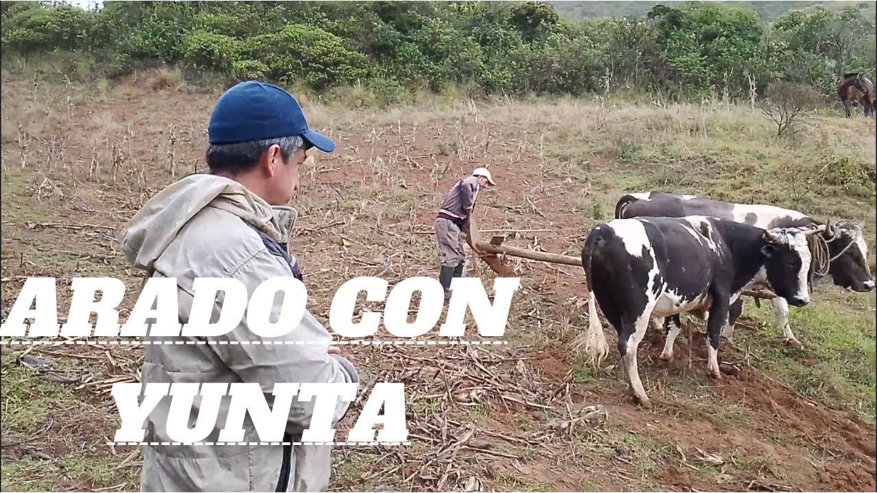 Arado Con Yunta De Bueyes - YouTube