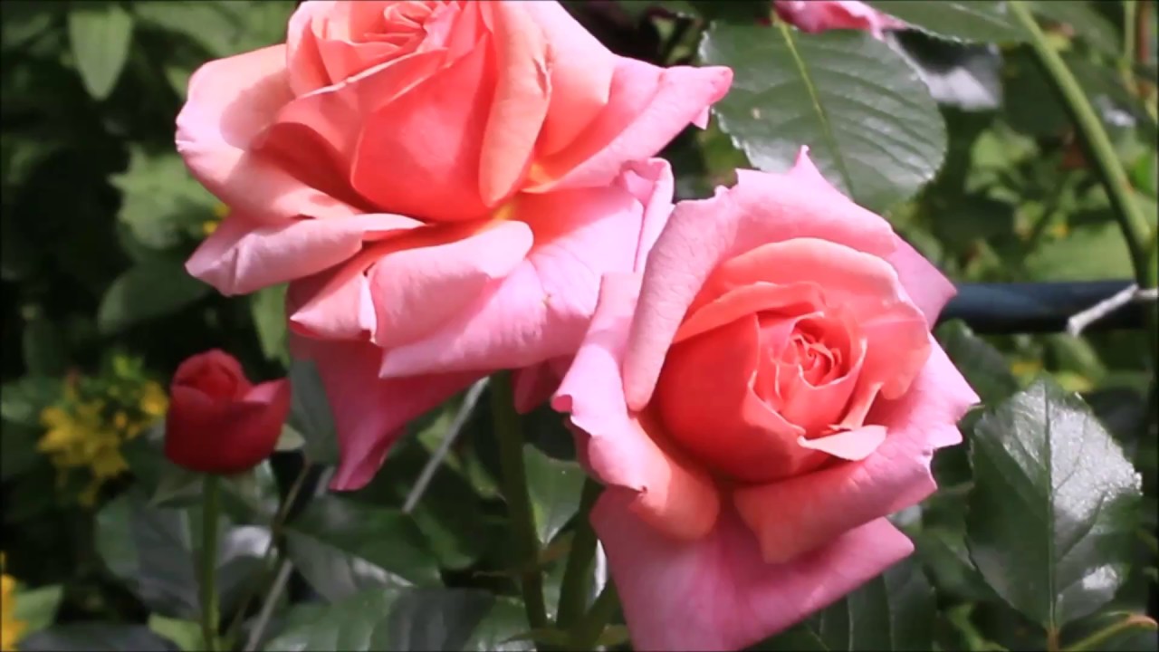 Beautiful Rose Aloha blooming in the garden, close up view. - YouTube
