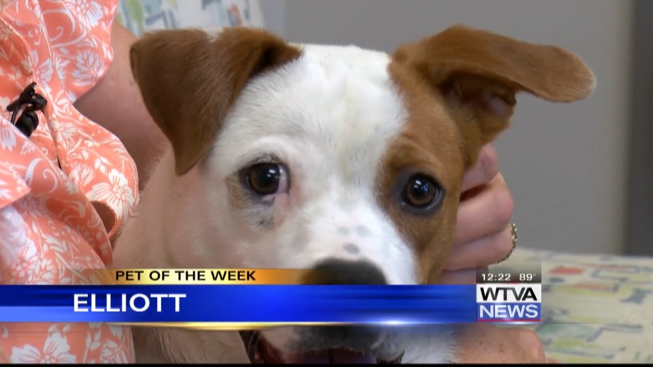 Pet of the Week - Elliott - YouTube