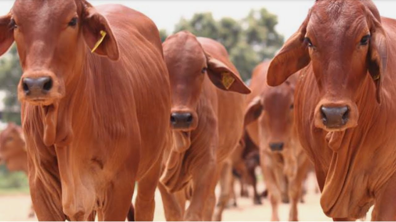 গরু || Uploading || Cow || Cow Video || Animals || হাম্বা TV - YouTube