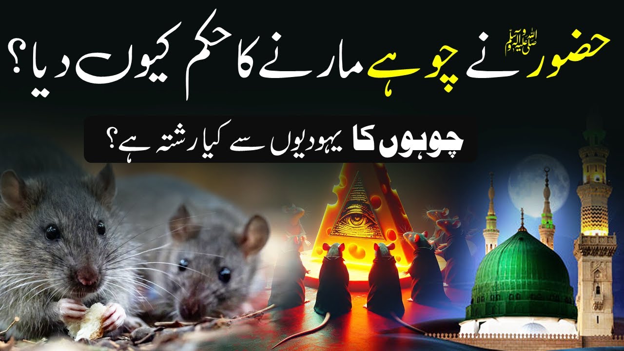 Did the Prophet Really Order to KILL Rats? | Is the Rat the Devil's ...