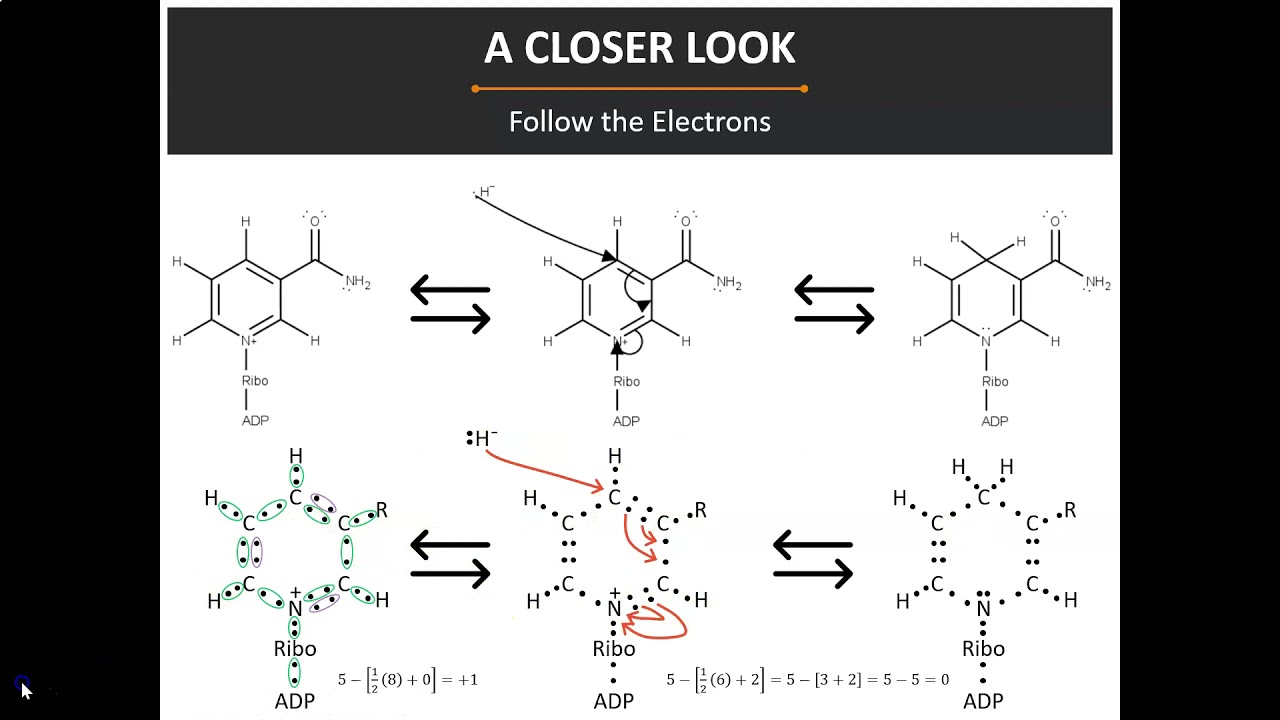 NAD+ and NADH Reaction Mechanism - YouTube