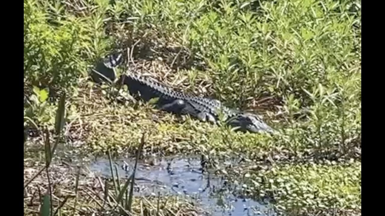 Chasing down 3 huge Gators - YouTube