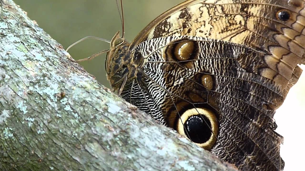 Caligo memnon? (Giant Owl butterfly - Mariposa buho o Mariposa Ojos de ...