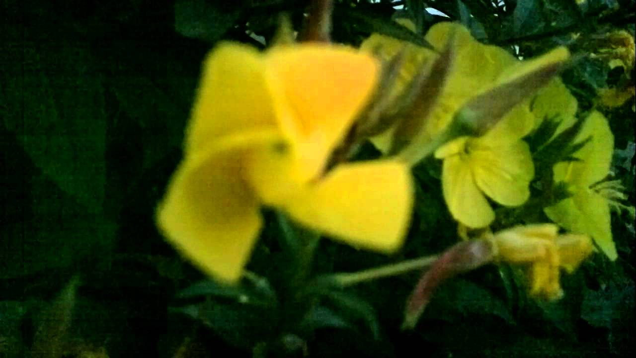 Amazing flower open in Azan time! - YouTube