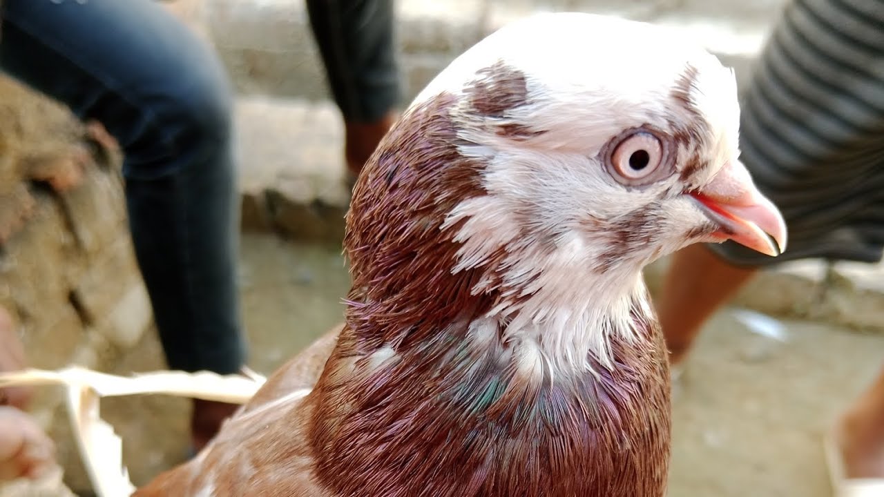 Samjdaar pigeon Jo bolo wahi karega! 😲 - YouTube
