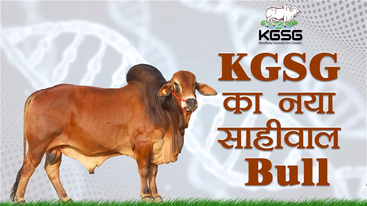 BALDEV | KGSG New Sahiwal Bull | Kamdhenu Gaushala | #sahiwalbull # ...