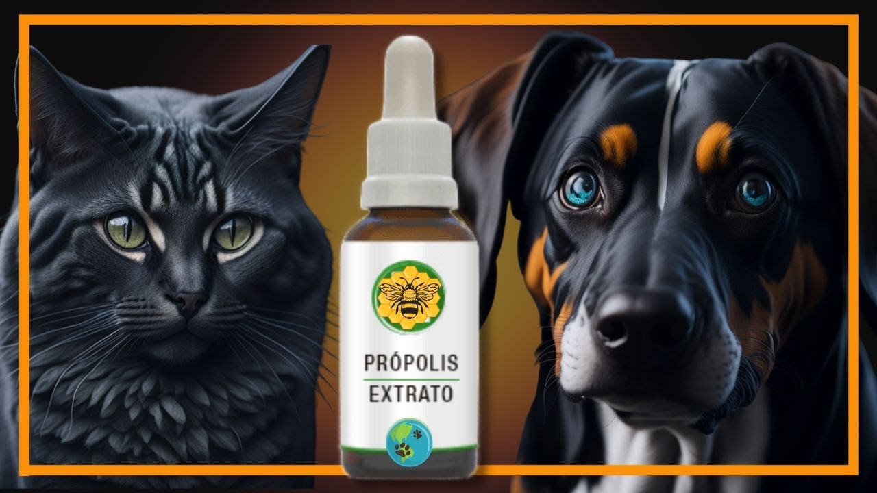 PRÓPOLIS: Cães e Gatos podem tomar? Descubra os Benefícios e a Forma ...