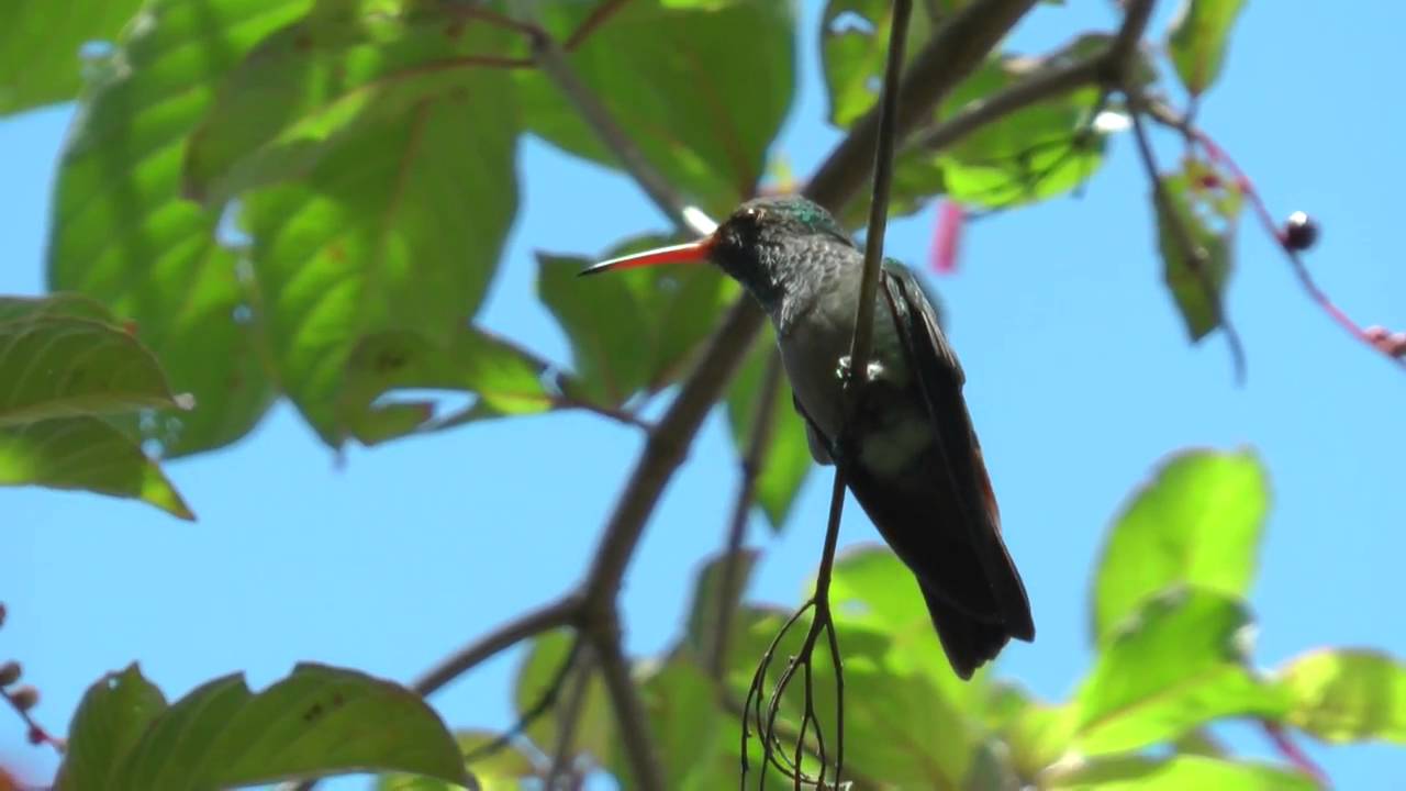 Hummingbird in Belize - YouTube