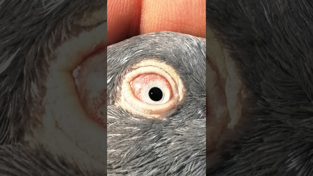 dub wala male bloodline breeding king mian nazeer sb - YouTube