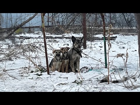 Two Puppies Trying to Warm their Chained Mama, they Could only Beg in the Bitter Cold