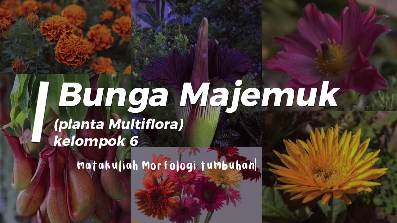 bunga majemuk (planta multiflora)_kelompok 6_R2C Pendidikan Biologi ...