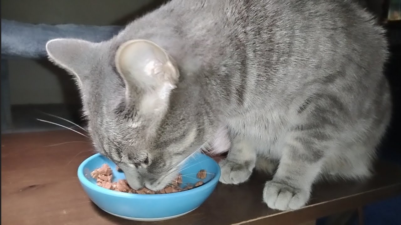 Cat Eating Tuna Cuts - YouTube