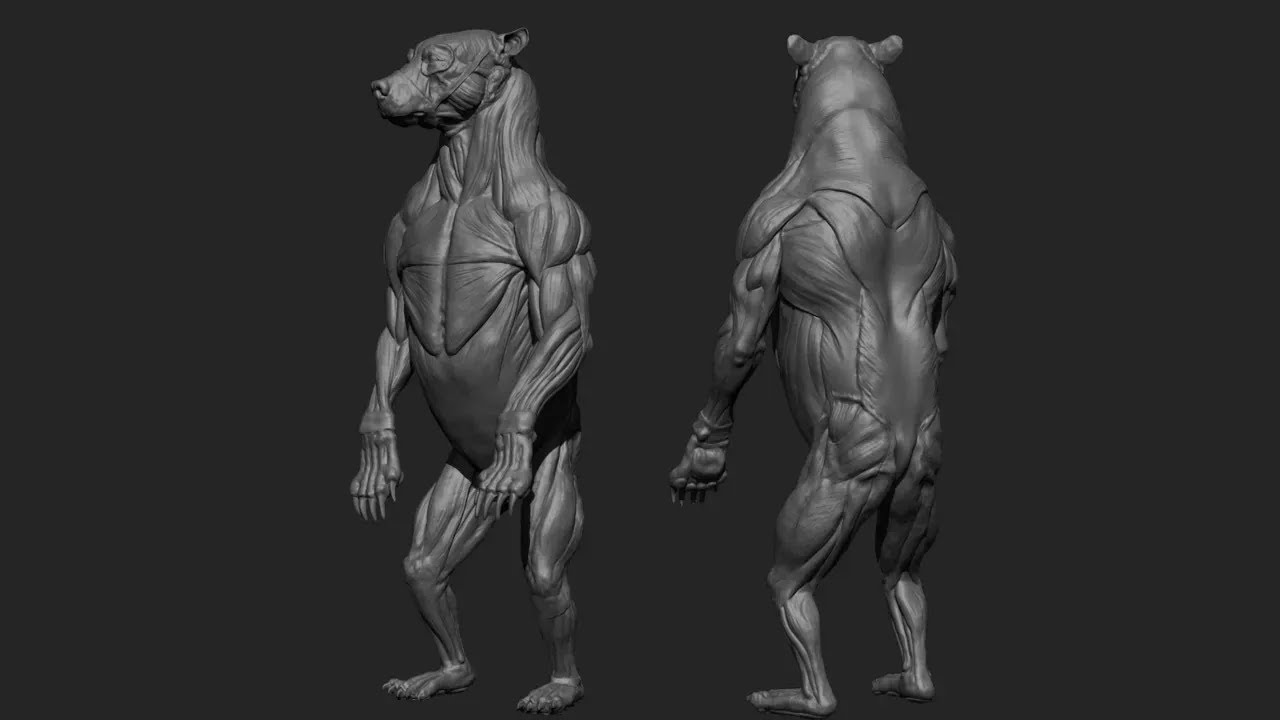 Bear Muscle Anatomy