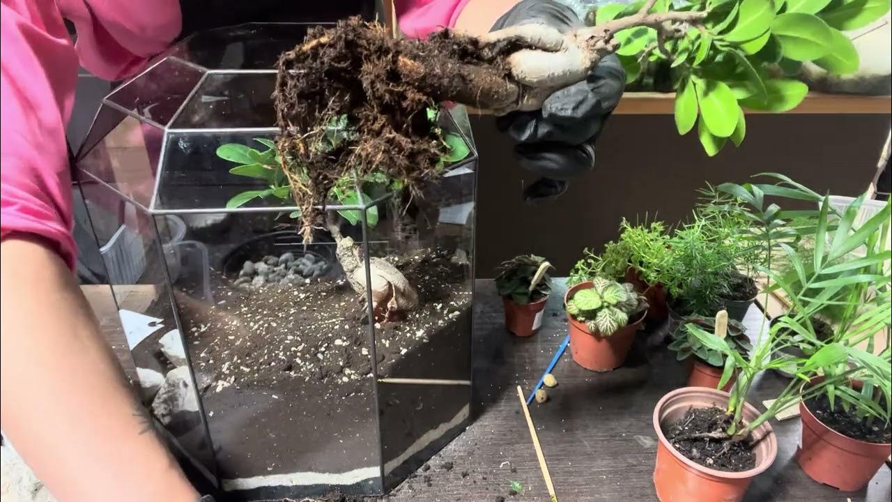 Сажаем большую красивую композицию Рио с двумя фикусами. Мастер-класс ...