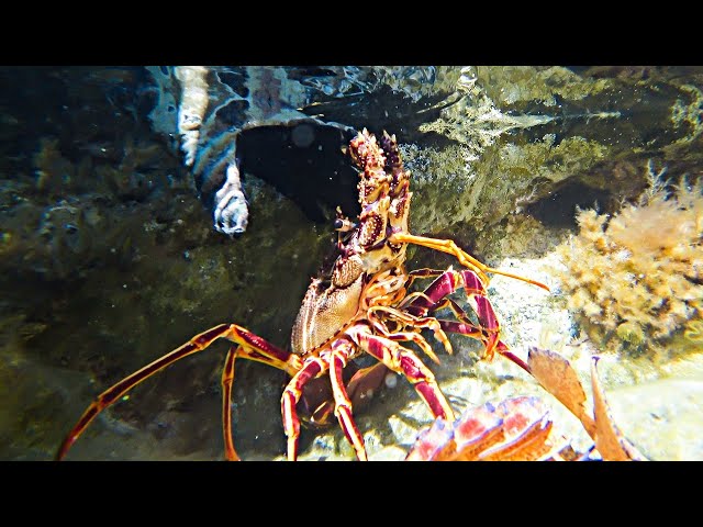 Videos | Spearfishing Life