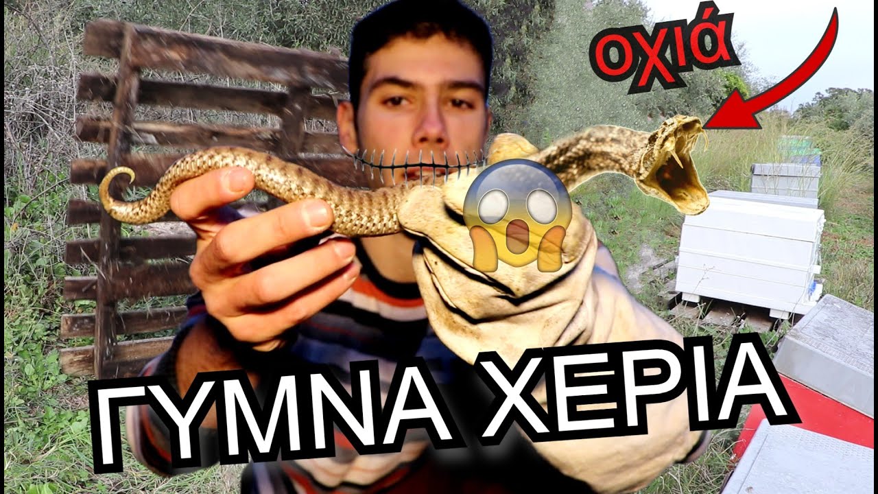 ΤΟ ΠΙΟ ΘΑΝΑΤΗΦΟΡΟ ΦΙΔΙ ΤΗΣ ΕΛΛΑΔΑΣ Youtube